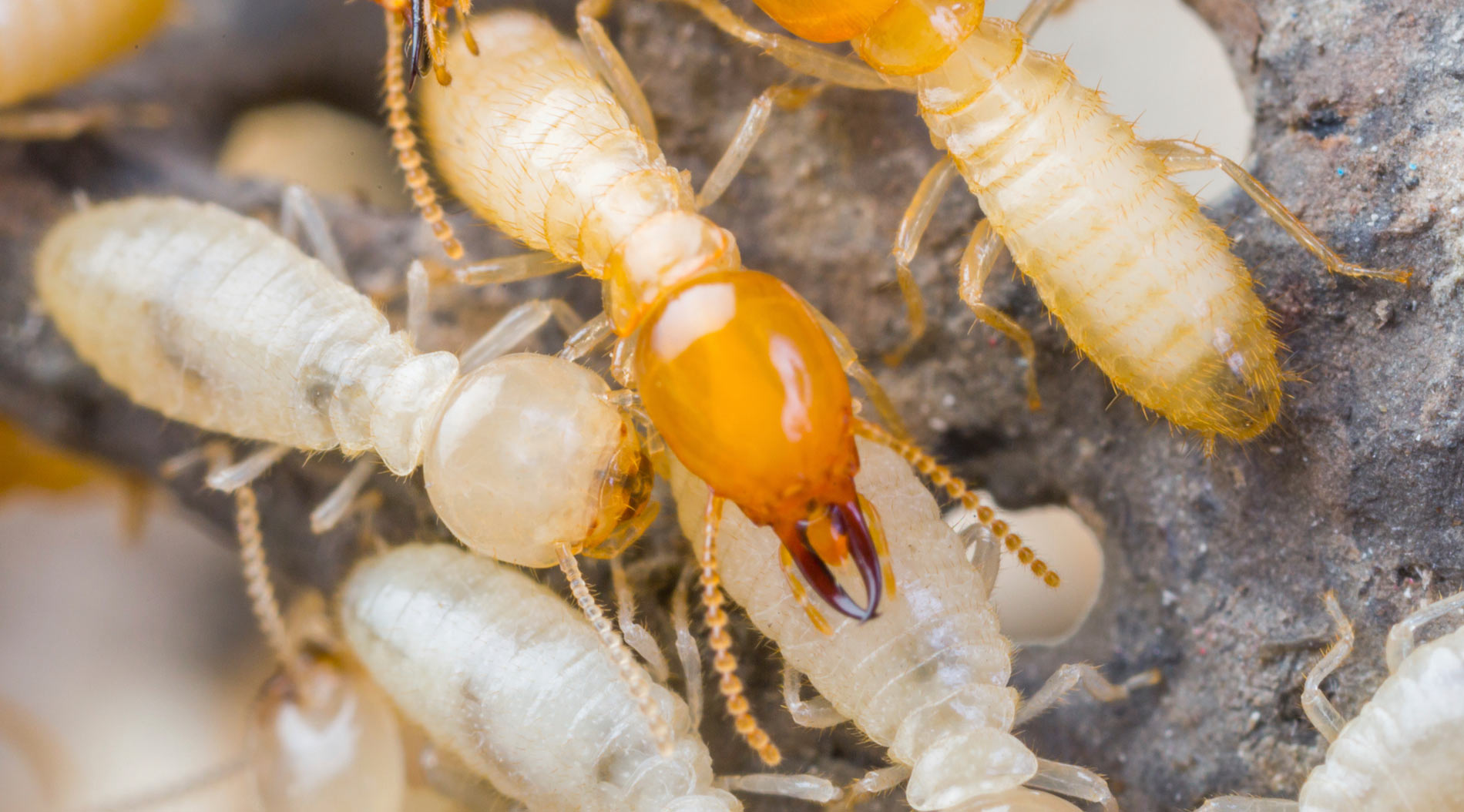 Home - TermiteBiz.com